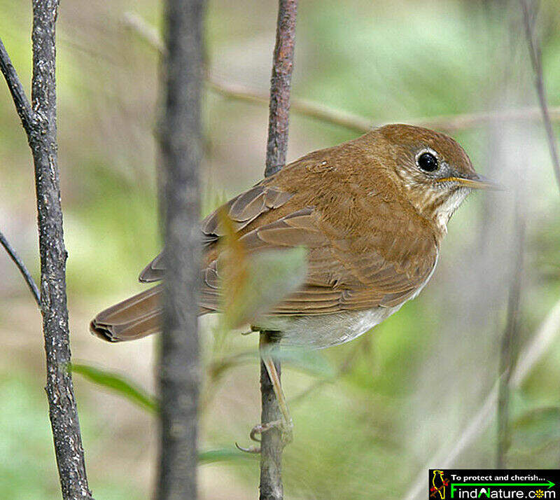 Grive fauve - mila19839