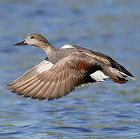Canard chipeau - Mareca strepera