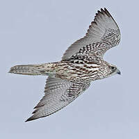 Faucon gerfaut - Falco rusticolus