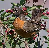 Merle d'Amérique - Turdus migratorius
