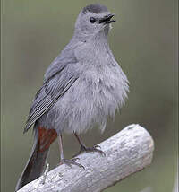 Moqueur chat - Dumetella carolinensis