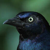 Quiscale bronzé - Quiscalus quiscula