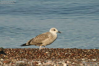 Goéland leucophée juvénile - mimo52716