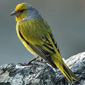 Cape Canary - Serinus canicollis