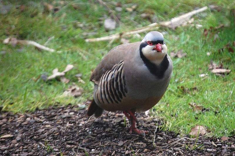 Perdrix bartavelle adulte - miot108999