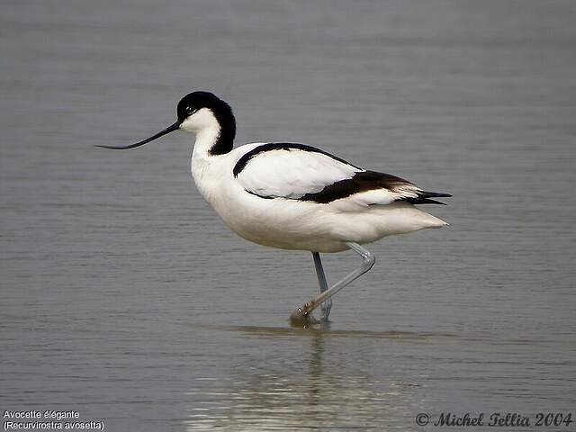 Avocette élégante - mite6556