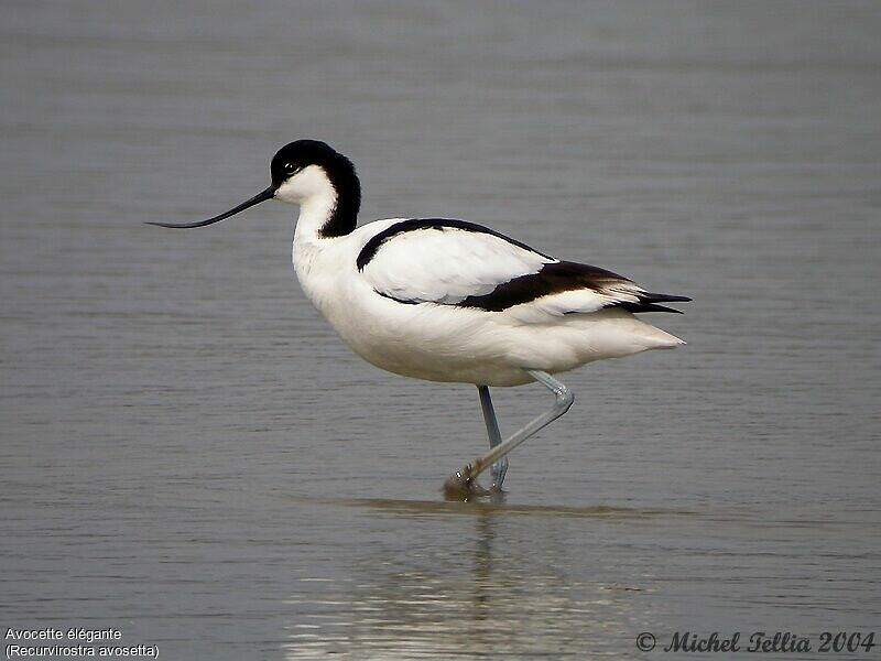 Avocette élégante - mite6556