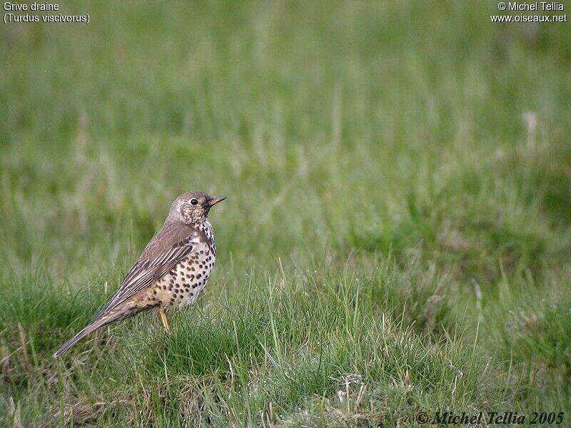 Grive draine - mite15351