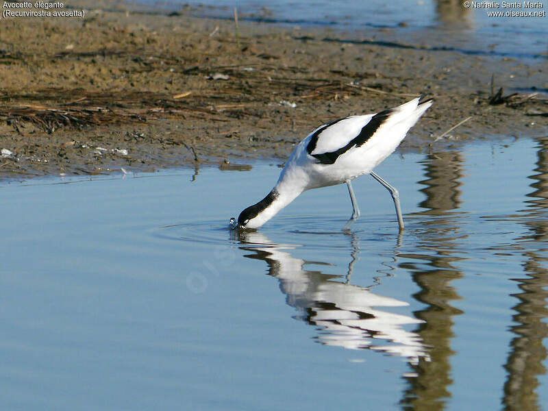 Avocette élégante adulte - nasa176310