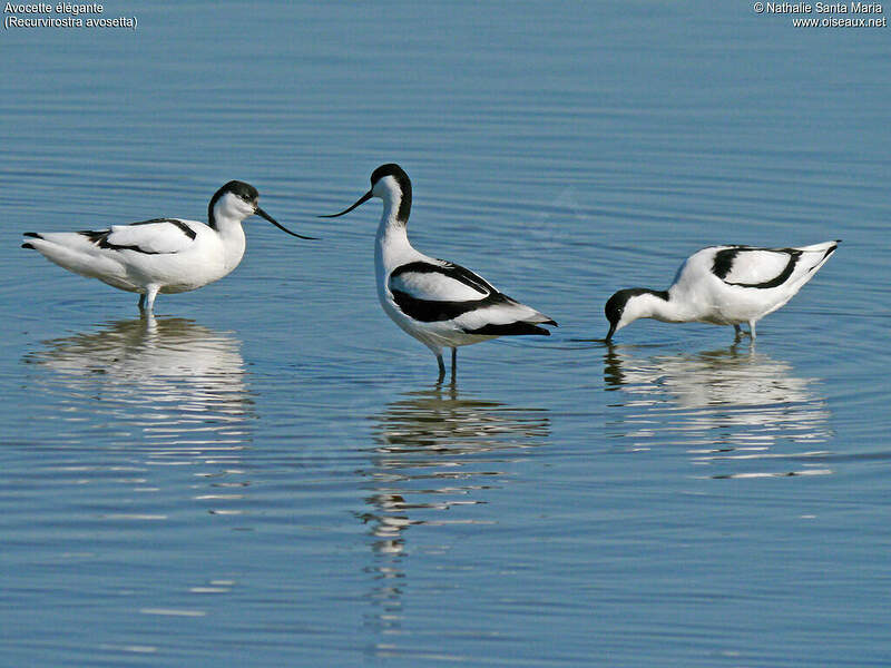 Avocette élégante adulte - nasa176308