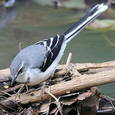 Bergeronnette à longue queue - Motacilla clara
