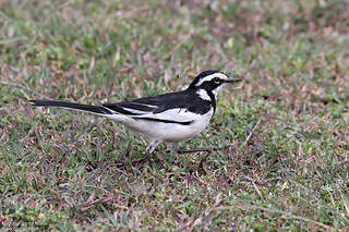 Bergeronnette pie mâle adulte nuptial, - nasa209214