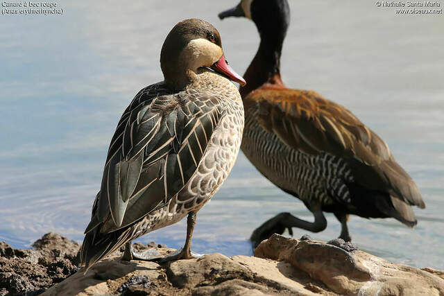 Canard à bec rouge adulte - nasa221441