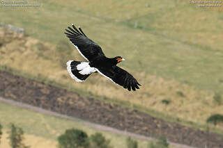 Caracara caronculé adulte - nasa346224