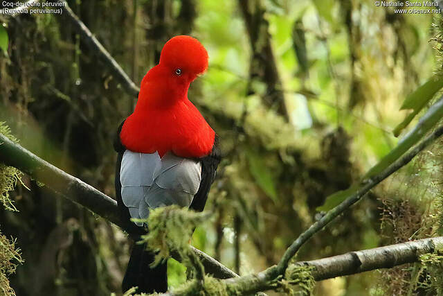 Coq-de-roche péruvien mâle adulte - nasa336996