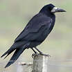 Corbeau freux - Corvus frugilegus