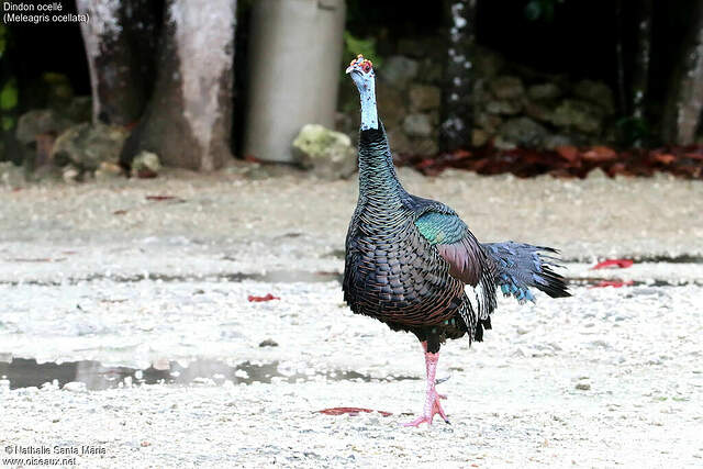 Dindon ocellé adulte - nasa351803