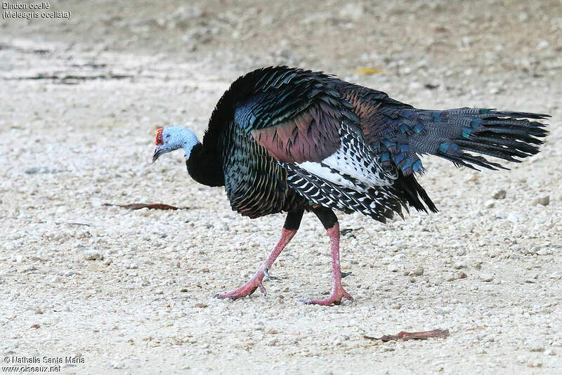 Dindon ocellé adulte - nasa351805