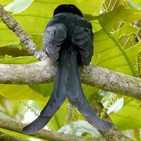 Drongo de Mayotte - Dicrurus waldenii