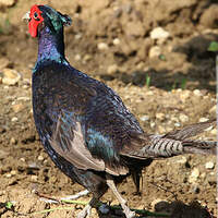 Faisan de Colchide - Phasianus colchicus