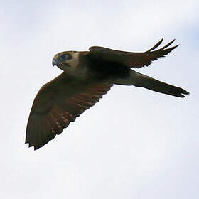 Faucon bérigora - Falco berigora