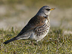 Grive litorne - Turdus pilaris
