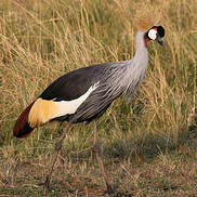 Grue royale - Balearica regulorum