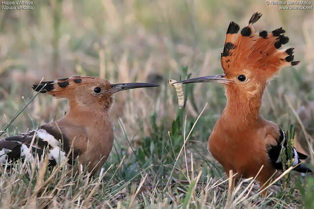 Huppe d'Afrique adulte, - nasa214241