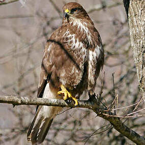 Buse variable - Buteo buteo