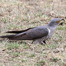 Coucou gris - Cuculus canorus