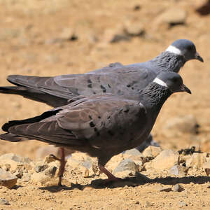 Pigeon à collier blanc - Columba albitorques