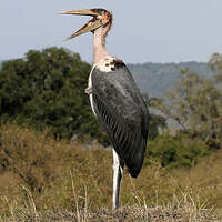 Marabout d'Afrique - Leptoptilos crumenifer