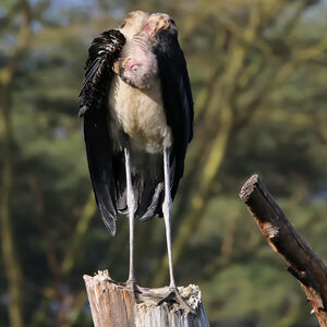 Marabout d'Afrique - Leptoptilos crumenifer