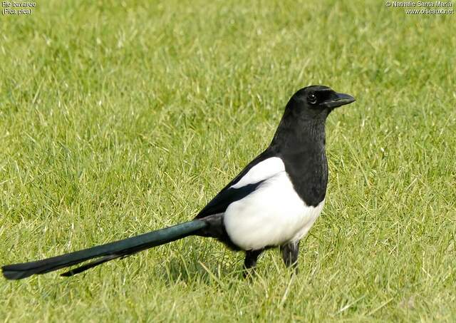 Pie bavarde adulte - nasa150583