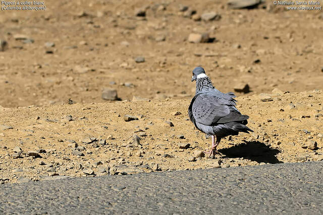 Pigeon à collier blanc adulte - nasa245093