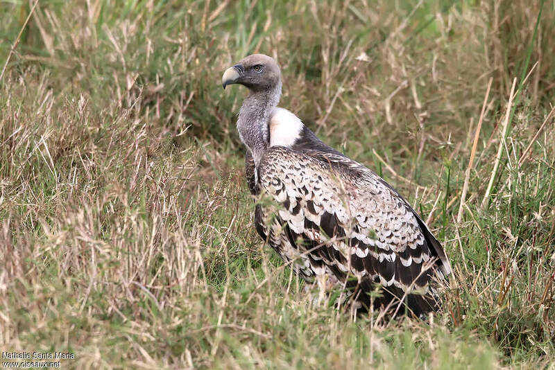 Vautour de Rüppell adulte - nasa215036