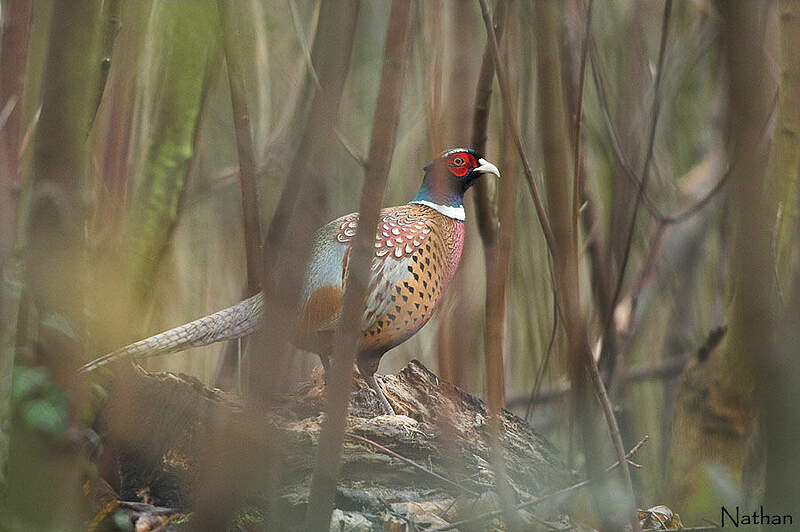Faisan de Colchide mâle adulte - nali27124