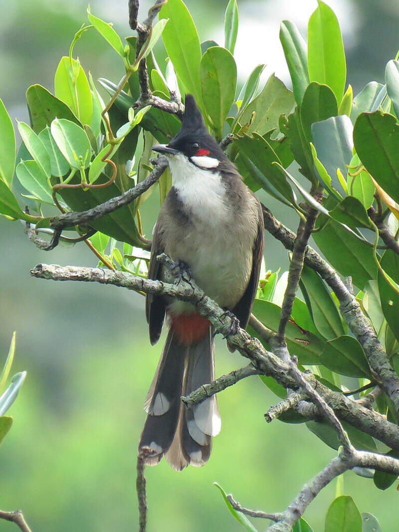 Red-whiskered Bulbul - Pycnonotus jocosus - nism308916