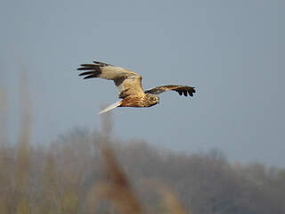 Busard des roseaux - nism326078