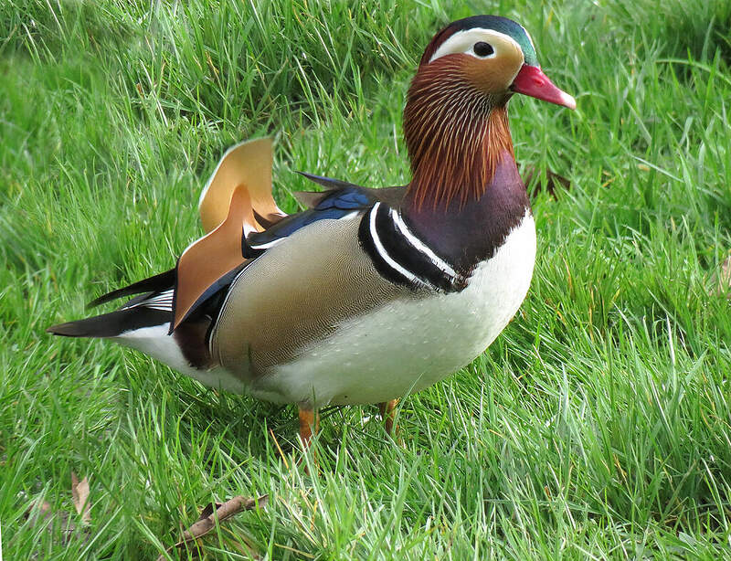 Canard mandarin mâle - nism298383