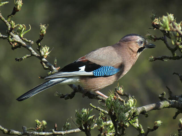 Geai des chênes - nism298446