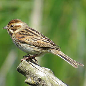 Bruant des roseaux - Emberiza schoeniclus