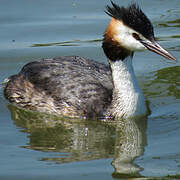 Podicipédiformes - Oiseaux.net