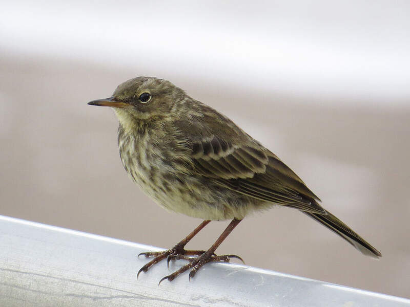 European Rock Pipit - Anthus petrosus - nism241238