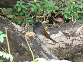 Tchitrec de l'Amour - Terpsiphone incei