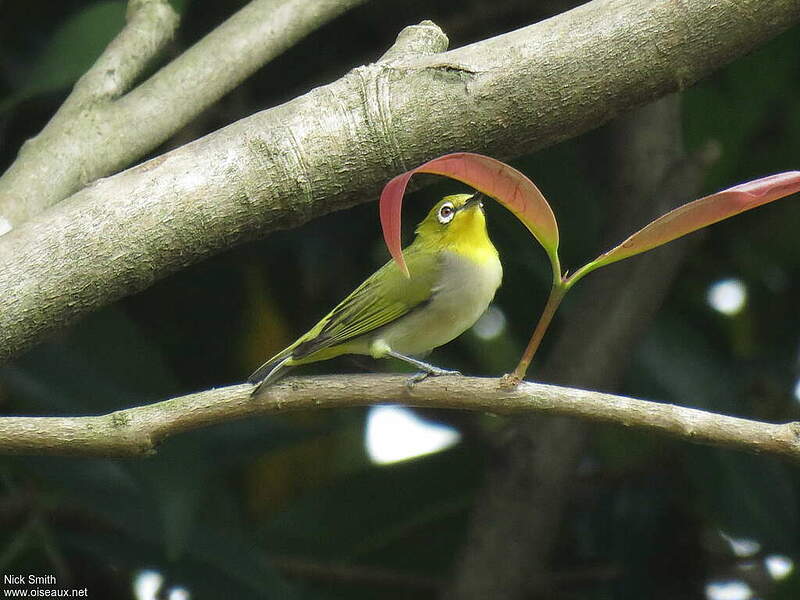 Zostérops de Swinhoe adulte - nism308790