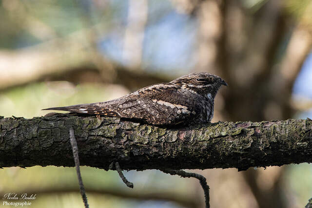 Engoulevent d'Europe '' - niba329651