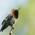 Tufted Coquette - Pictures, page 1