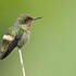 Tufted Coquette - Pictures, page 1