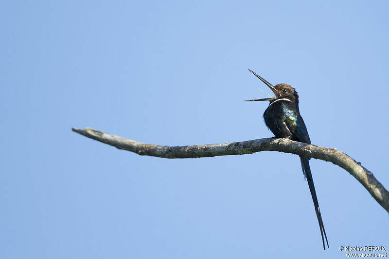 Jacamar à longue queue - nide184454